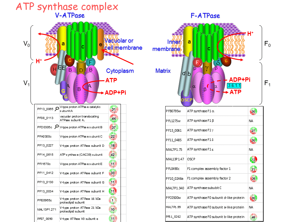 ATP synthase complex