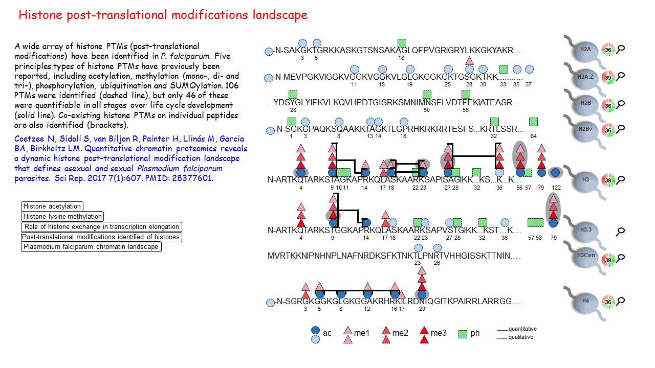 Histone Post translational Modifications Landscape Histone Post translational Modifications Landscape